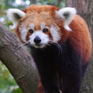 Gli animali del parco | Giardino Zoologico di Pistoia