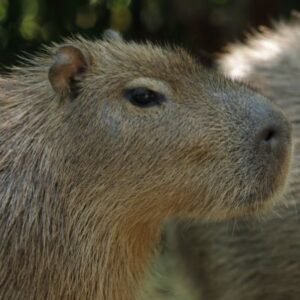 Gli animali del parco | Giardino Zoologico di Pistoia