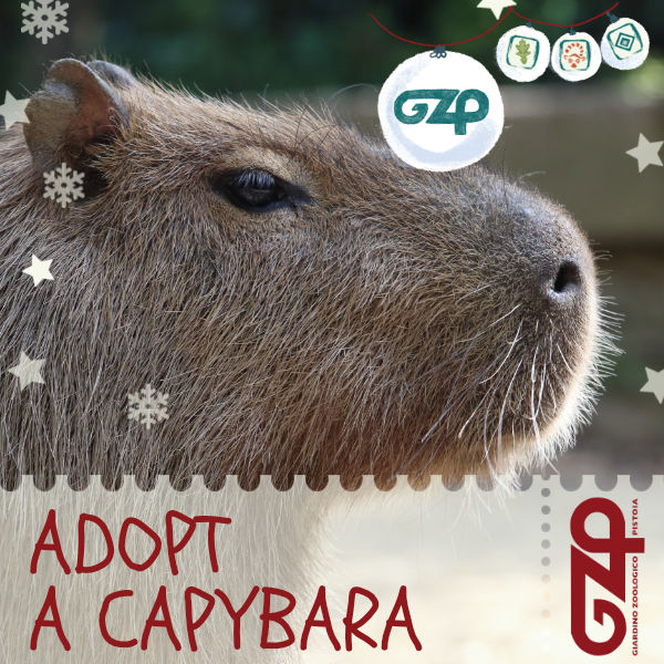 Adopt a Capybara - Giardino Zoologico di Pistoia