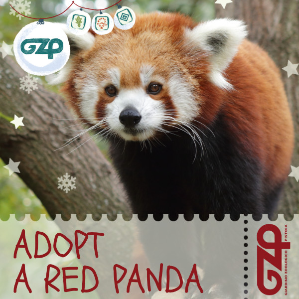 Adopt a Red Panda - Giardino Zoologico di Pistoia